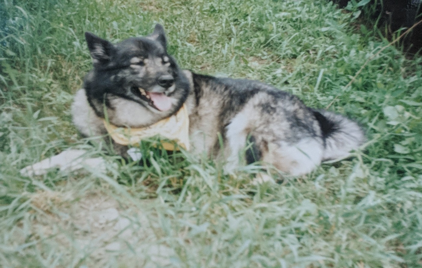 About Us - Authentic Paws